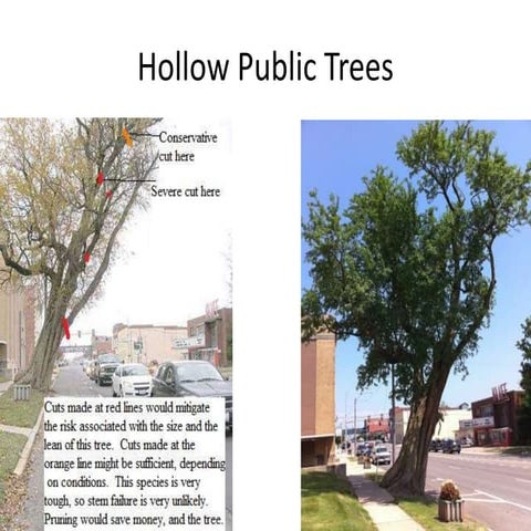 The crying tree, marion va | PPTX