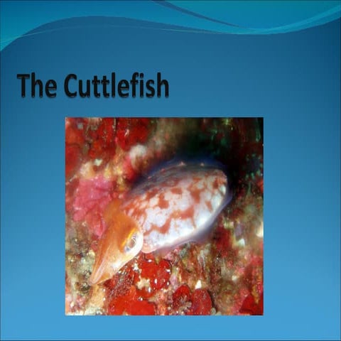 Cuttlefish presentation mp | PPT
