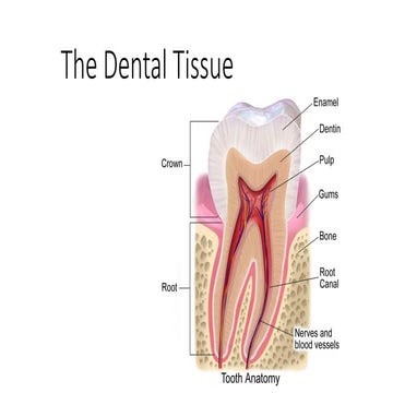 The Dental Tissue - enamel dentin and pulp | PPTX