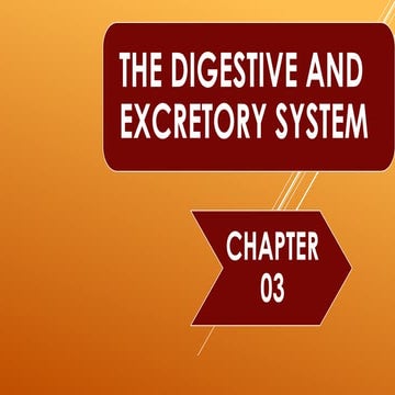 The digestive and excretory systems.pptx
