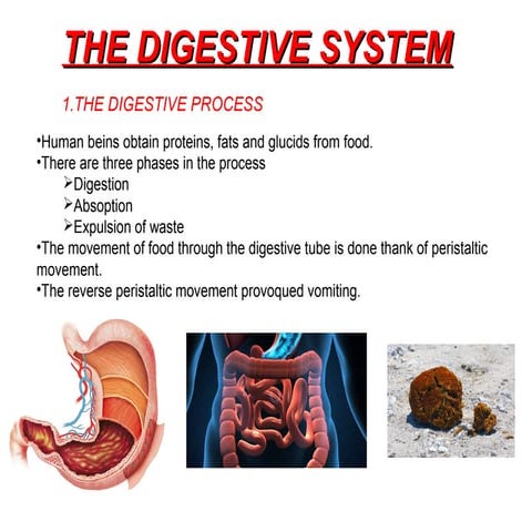 The digestive apparatus | PPT