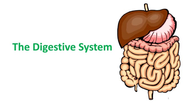 The Digestive System Ppt Free Download