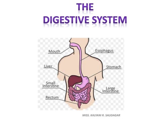 Introduction of gastrointestinal tract | PDF | Digestive Disorders ...