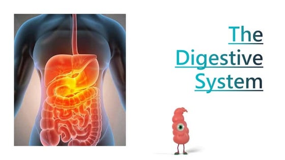 Digestive system Grade 5 igcse easy notes | PPT | Digestive Disorders ...