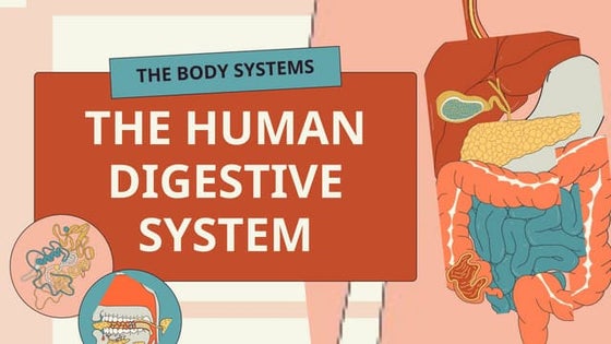 CH 15: The--Human--Digestive--System ppt | PPT