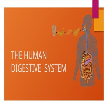 The Human digestive system grade 8.pptx