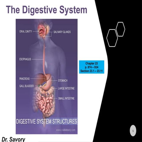 The Digestive System Part I PRESENTATION | PPTX