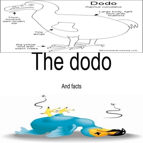 The Dodo | PPT