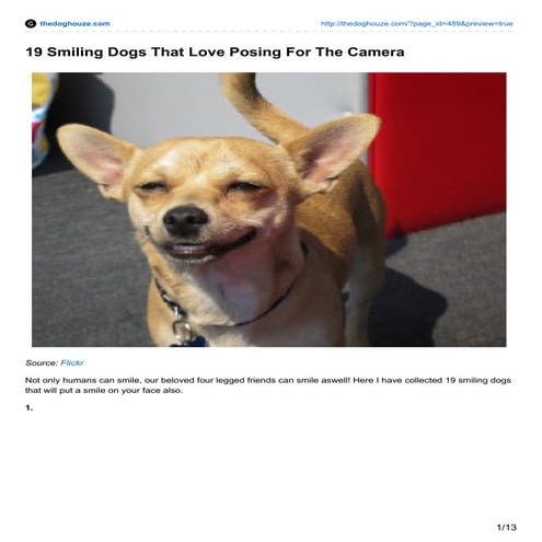 19 Smiling Dogs That Love Posing For The Camera | PDF