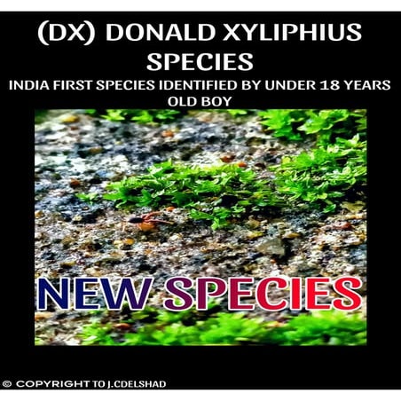 THE DONALD XYLIPHIUS (DX) SPIDER | PDF