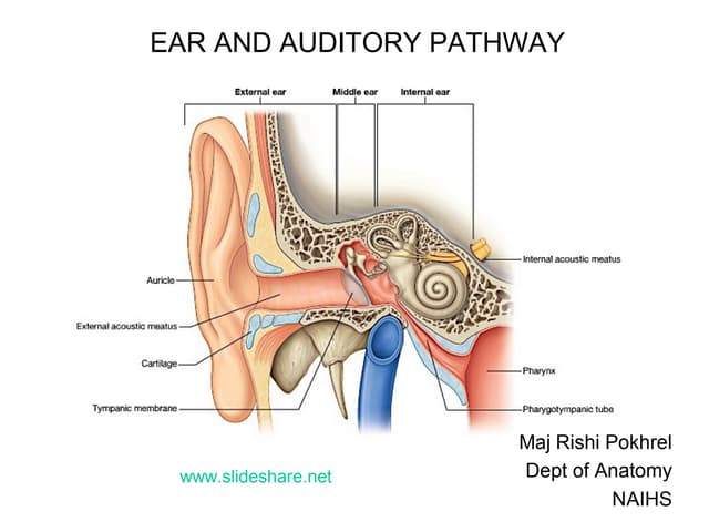 Auditory pathways | PPTX