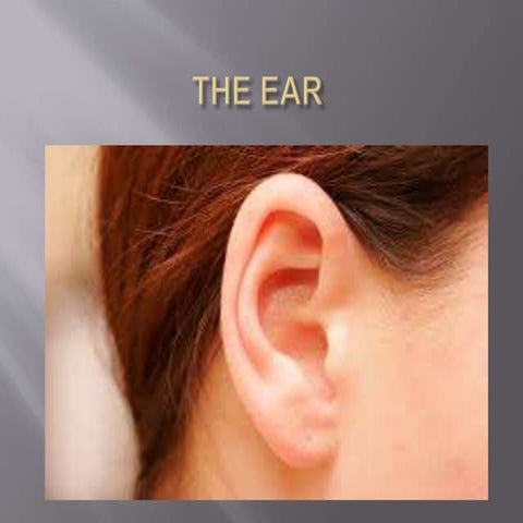 The ear {ppt} | PPT