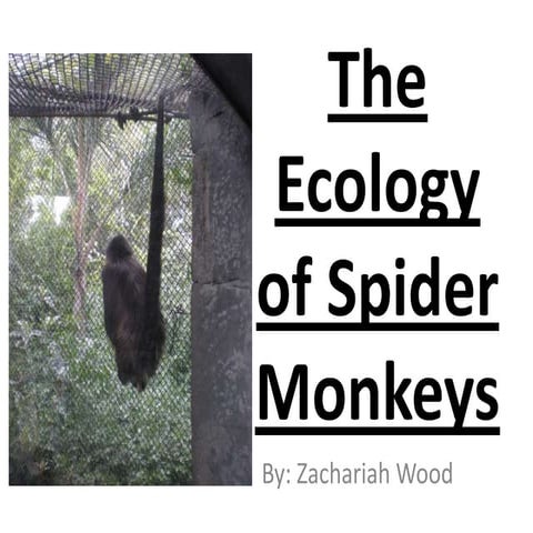 The ecology of_spider_monkeys | PPT