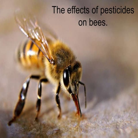 The effects of pesticides on bees | PPTX