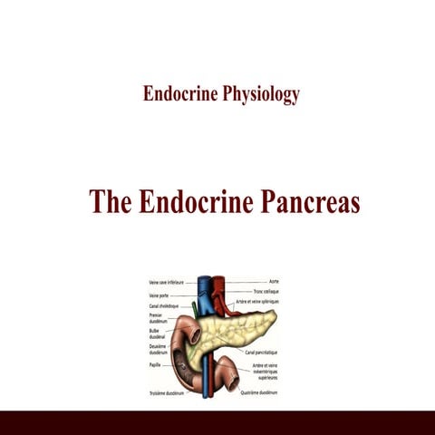 The Endocrine Pancreas and its functions.ppt