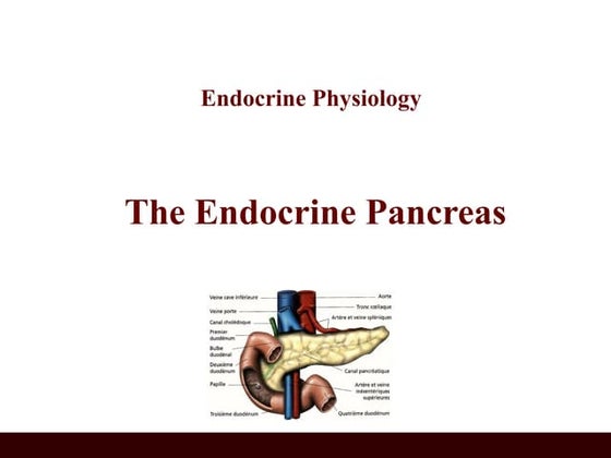 Pancreas anatomy and functions | PPT | Endocrine and Metabolic Diseases ...