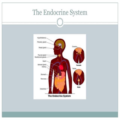 The endocrine system | PPTX