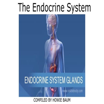 The Endocrine System.pdf