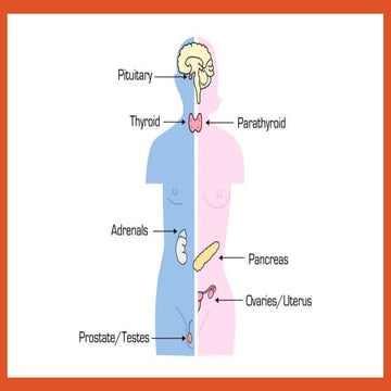 The Endocrine System.pptx