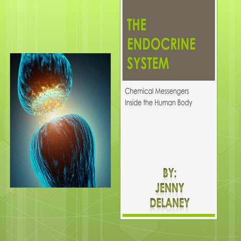 The Endocrine System | PPTX