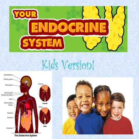 Endocrine System For Kids Endocrine System Anatomy And Physiology