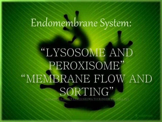 Peroxisomes | PPT
