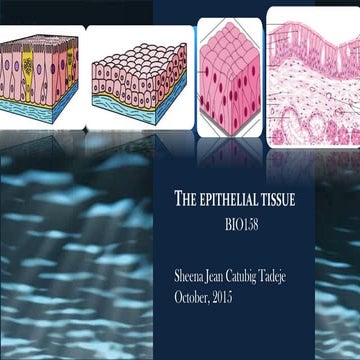The Epithelial Tissue | PDF