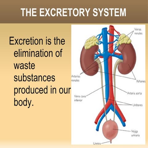 The excretory system | ODP