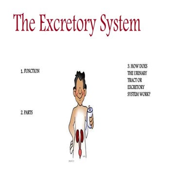 The excretory system power point | PPT