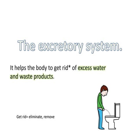 THE EXCRETORY SYSTEM | PPT
