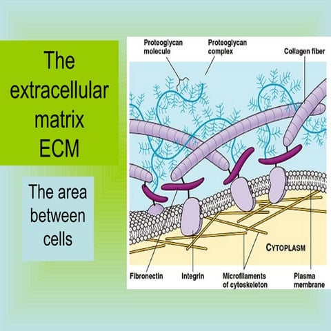 AP Bio Ch. 7 part 2 The extracellular matrix | PPT