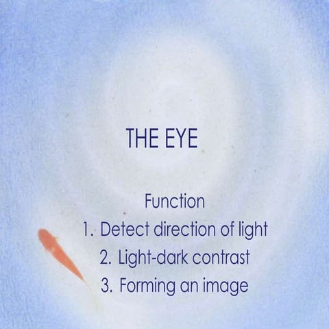 The eye | PPTX