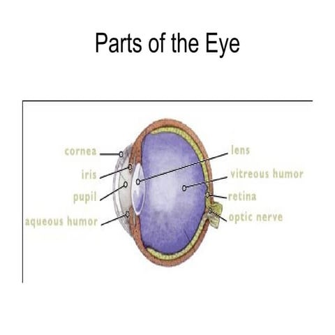 The eyeshaveit | PPT