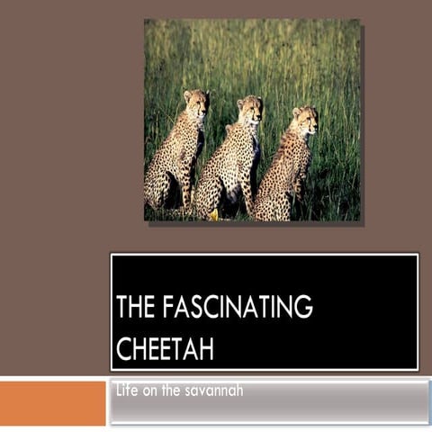 The fascinating cheetah | PPT | Reptiles | Pets
