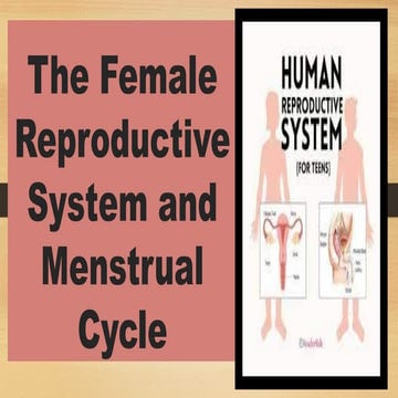 The Female Reproductive System and Menstrual Cycle.pptx