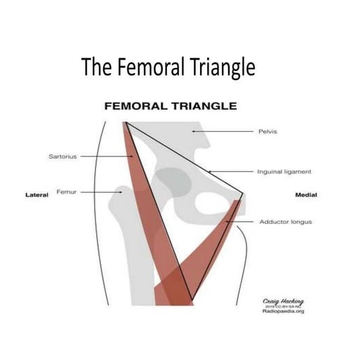 The Femoral Triangle.pptx