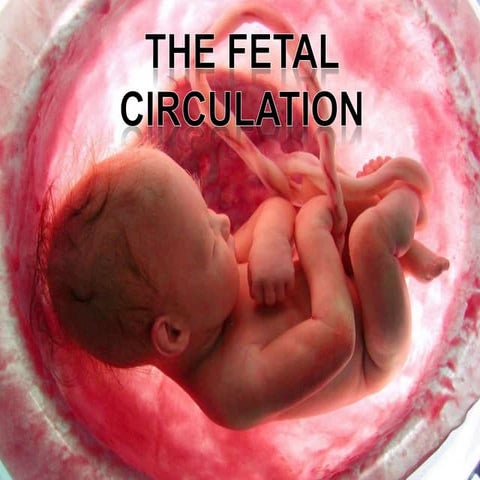 Fetal circulation | PPSX