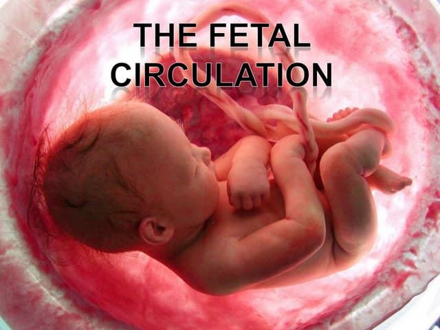 Fetal circulation | PPTX