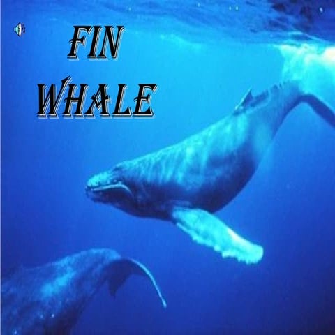The Fin Whale | PPT
