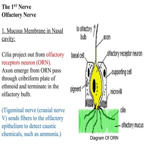 The Olfactory nerve | PPT