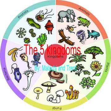 The Five Kingdoms | PPT