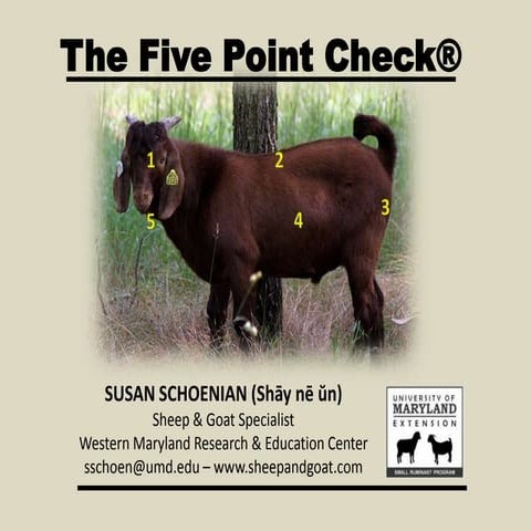 The Five Point Check® | PPTX