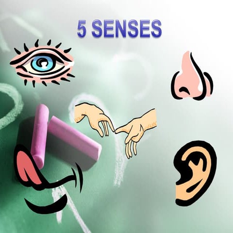 The five Senses | PPT | Perfume and Fragrance | Beauty