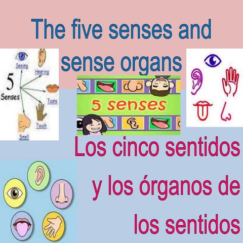 The five senses and sense organs in Spanish | PPTX