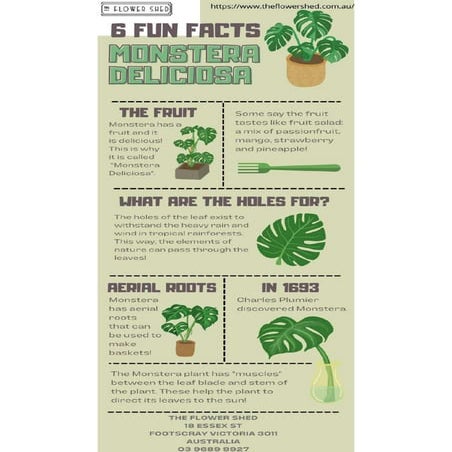 6 Fun Fact Of Monstwera Deliciosa Plant | PDF