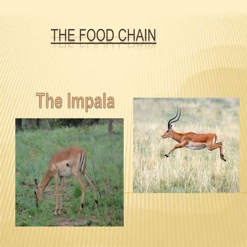 The food chain | PPTX