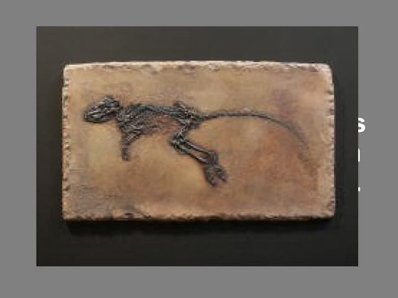 Fossils | PPT | Geology | Science