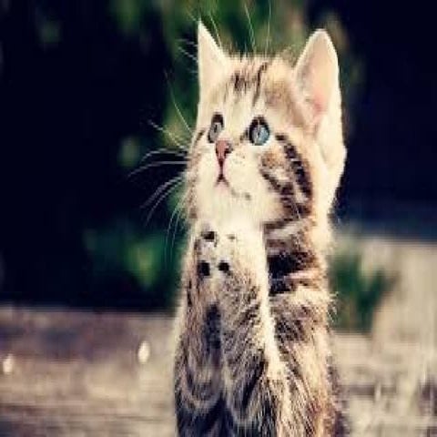 The funniest cat videos | PPT