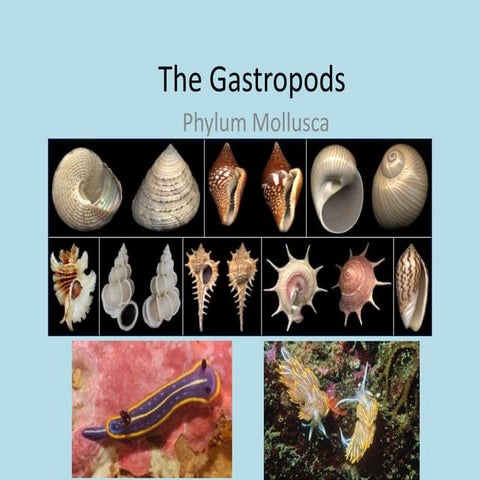 The gastropods | PPTX