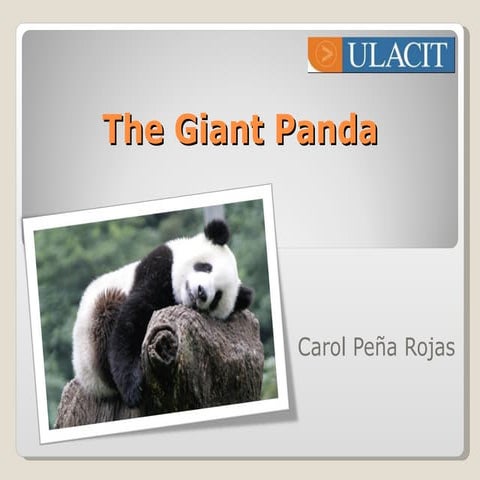 The giant panda | PPT